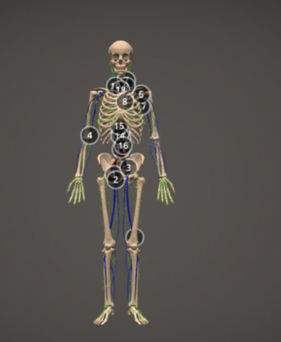 Dundee - 3D model Lymphatic system | AnatomyTOOL